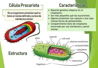 TEORIA CELULAR.pptx