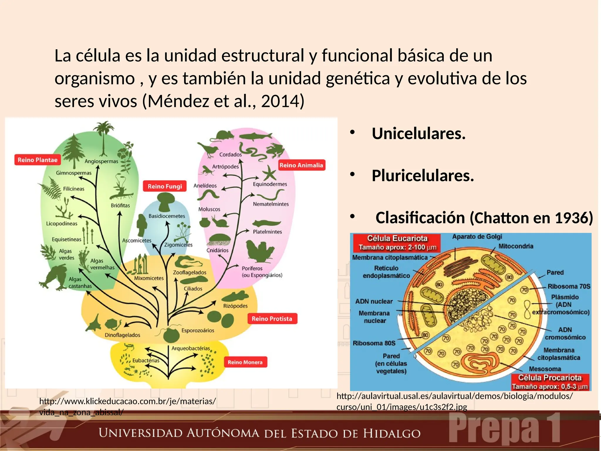 TEORIACELULARde Biología cuadros comparativospptx | PPTX
