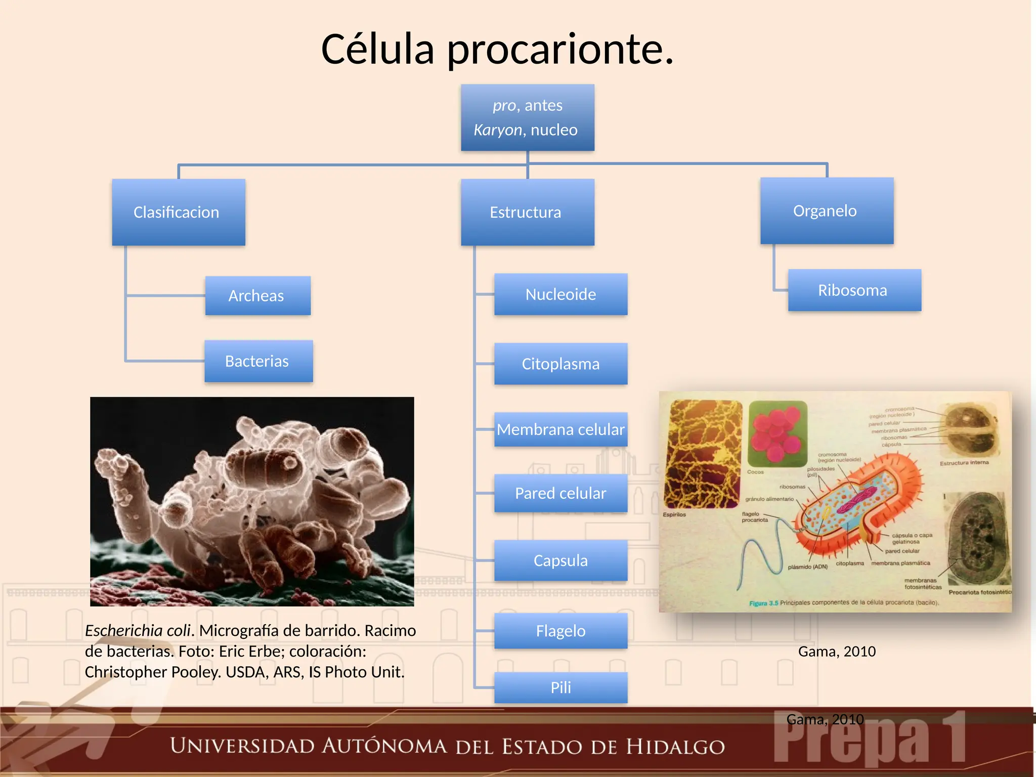 TEORIACELULARde Biología cuadros comparativospptx | PPTX