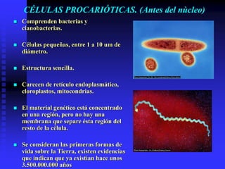TEORIA CELULAR (1).ppt