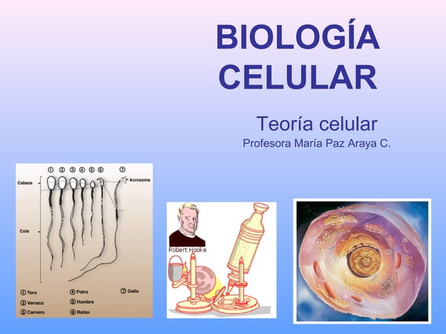 Teoria celular y organelos celulares | PPT