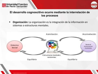 Teoria cognitiva - Jean Piaget (1896-1980) | PPTX