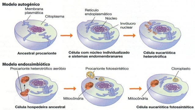 Teoria Da Endossimbiose Sequencial