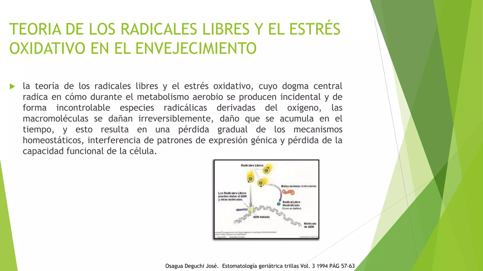 Teoria de Harman | PPTX | Endocrine and Metabolic Diseases | Diseases and Conditions