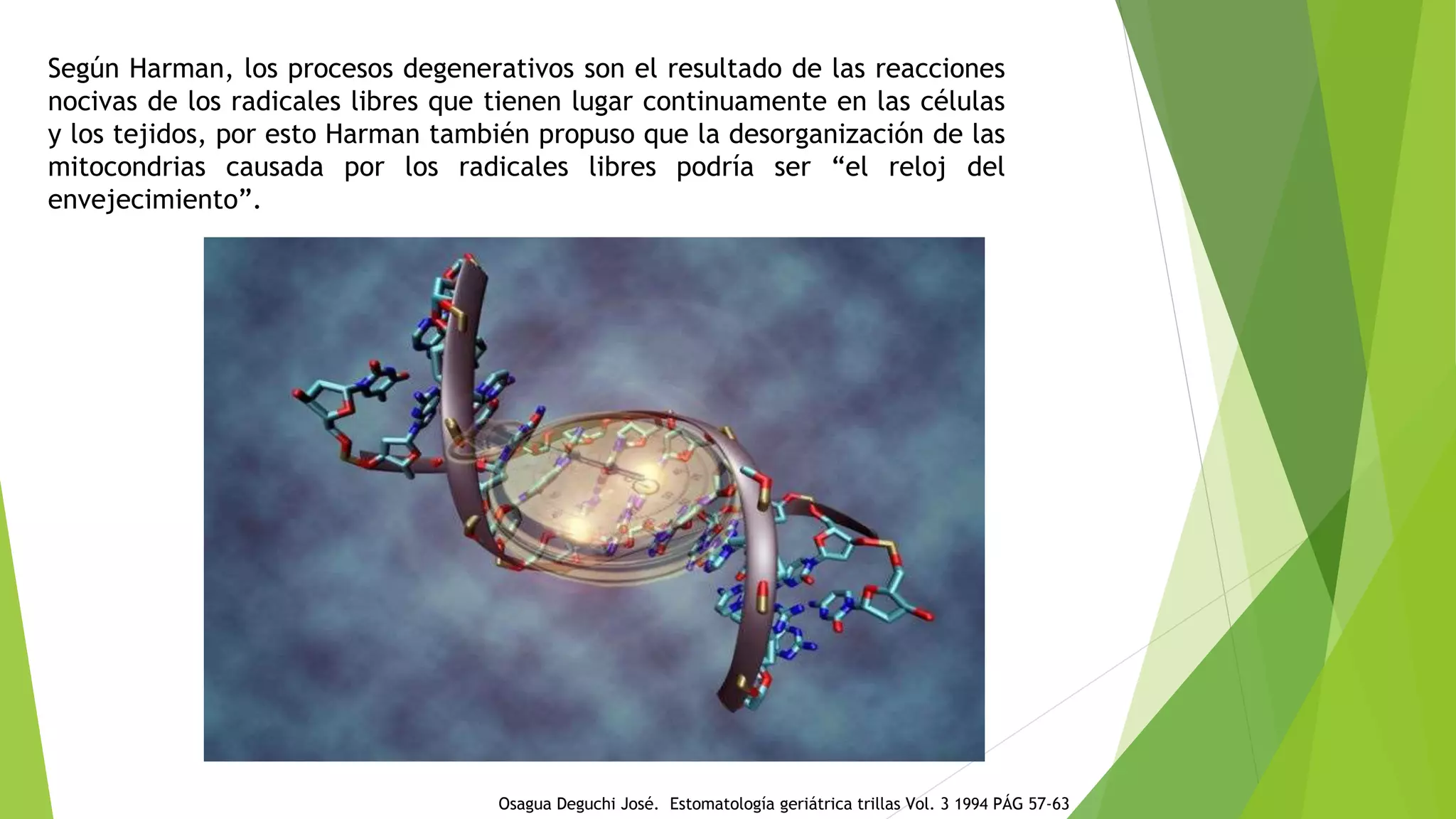 Teoria de Harman | PPTX | Endocrine and Metabolic Diseases | Diseases and Conditions