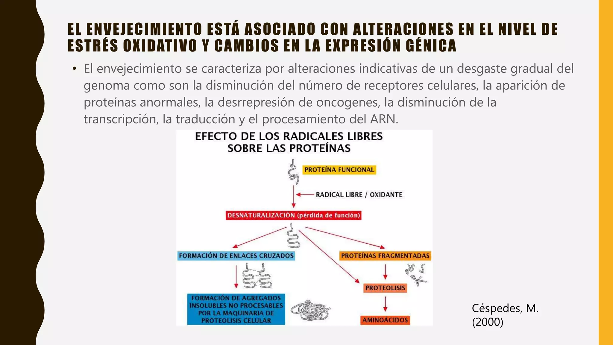Teoria de harman martha alvarez | PPTX