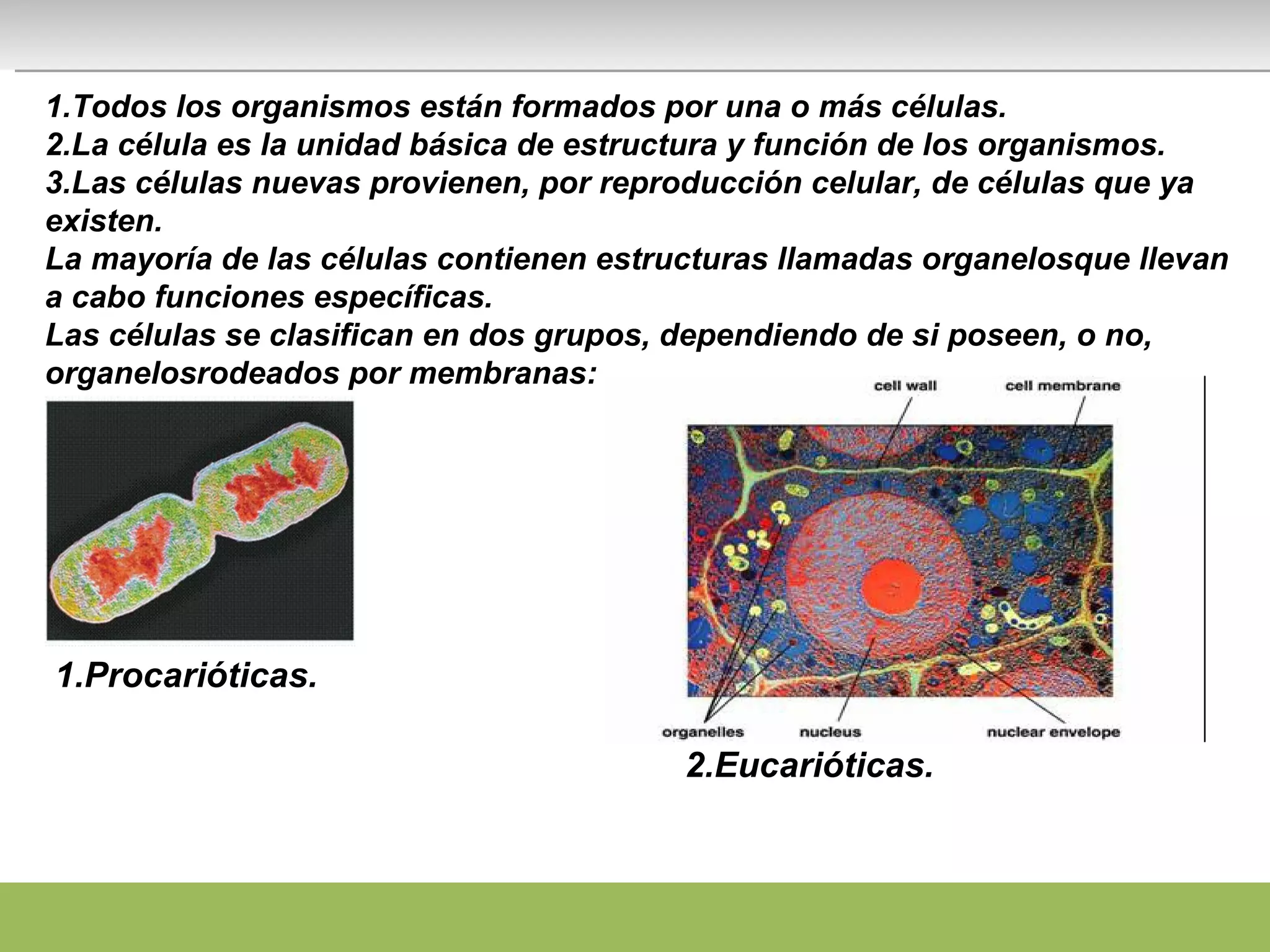 Teoria De La Celula Ppt Descarga Gratuita