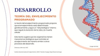 Teoría del Envejecimiento Programado: Bases Genéticas y Celulares del ...