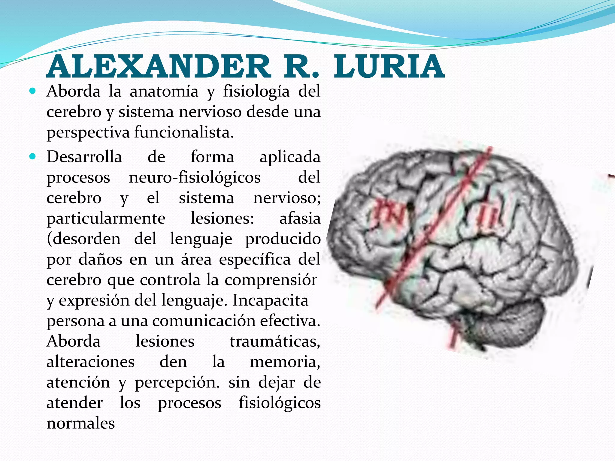 Teoria del lenguaje de Alexander Luria | PPTX | Brain and Nervous ...