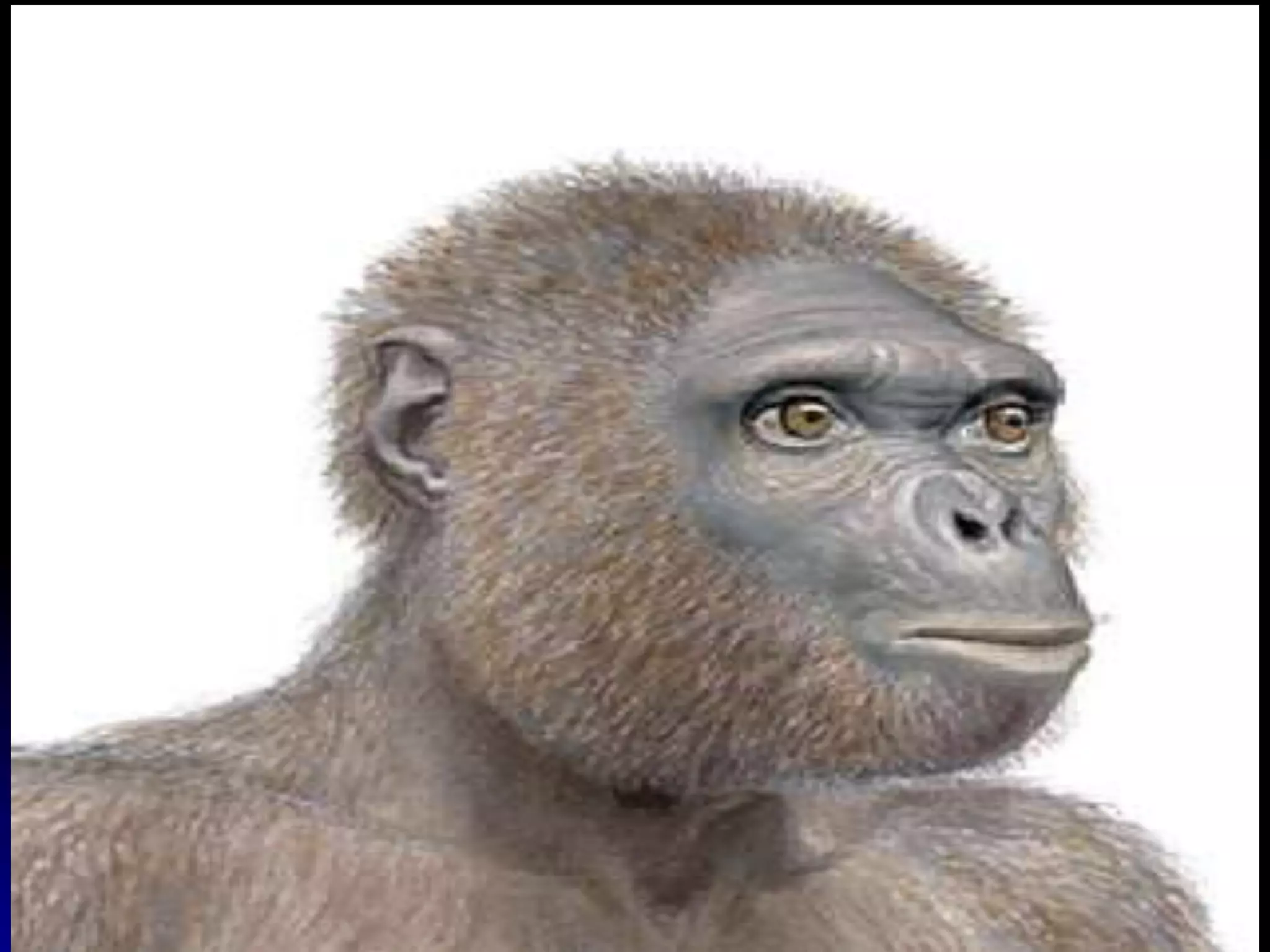 Teoria evolutionista | PPTX