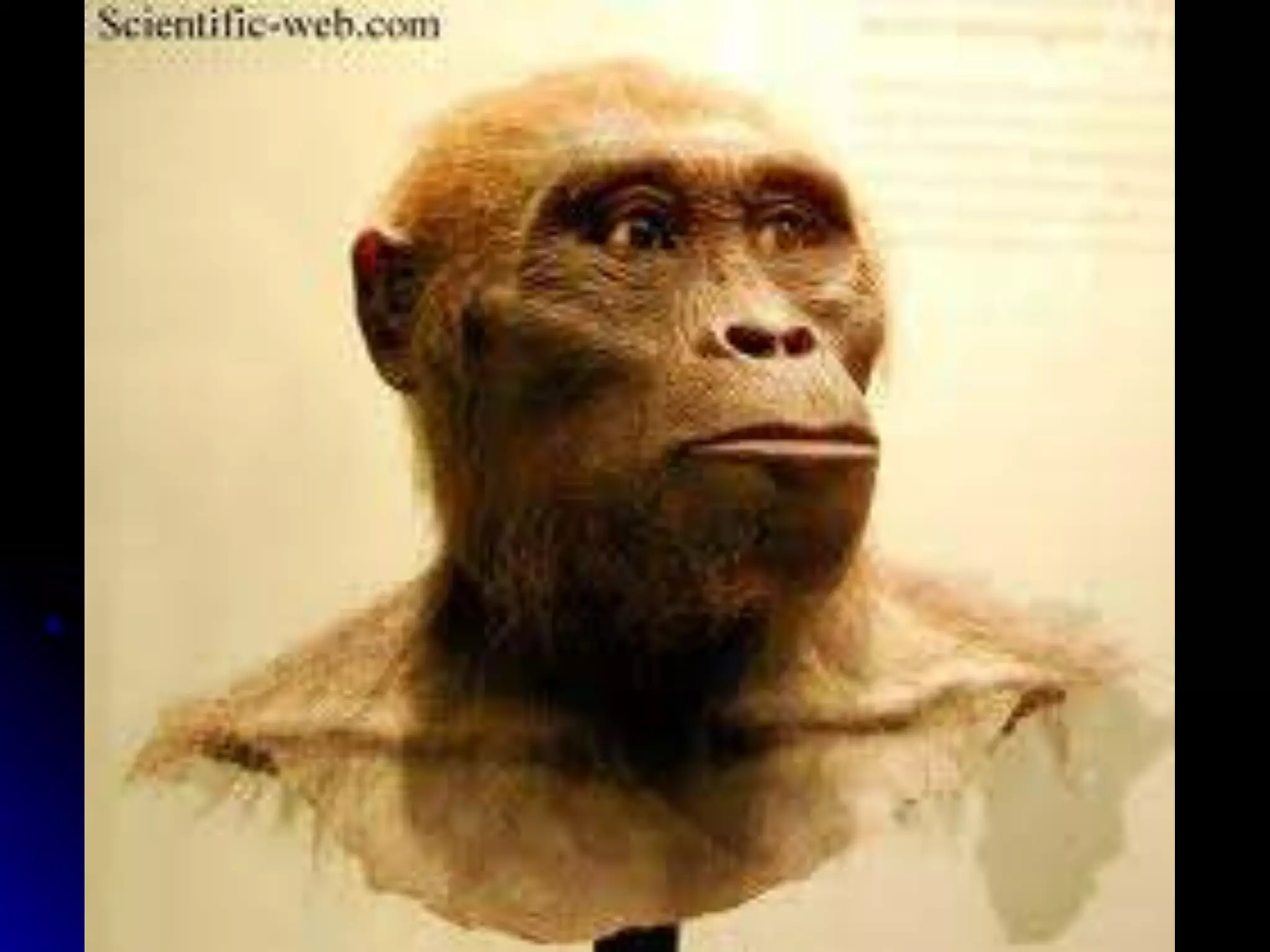 Teoria evolutionista | PPTX