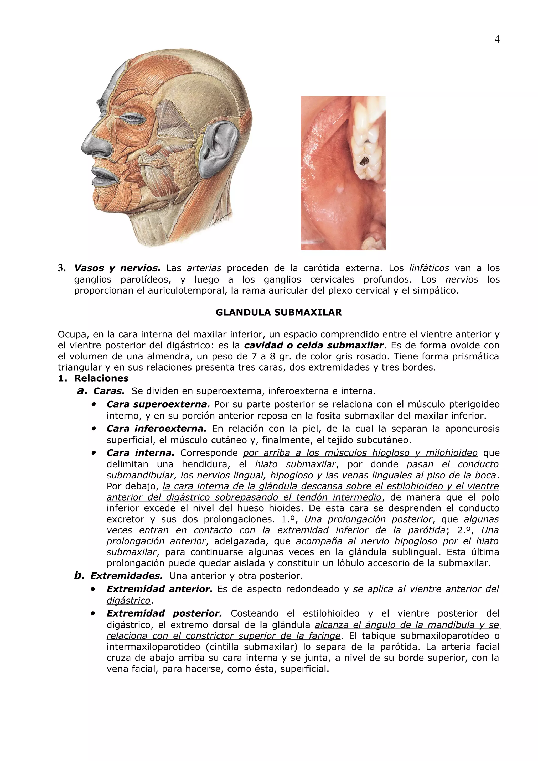 ANATOMIA DE LAS GLANDULAS SALIVALES | DOC | Ear, Nose and Throat ...