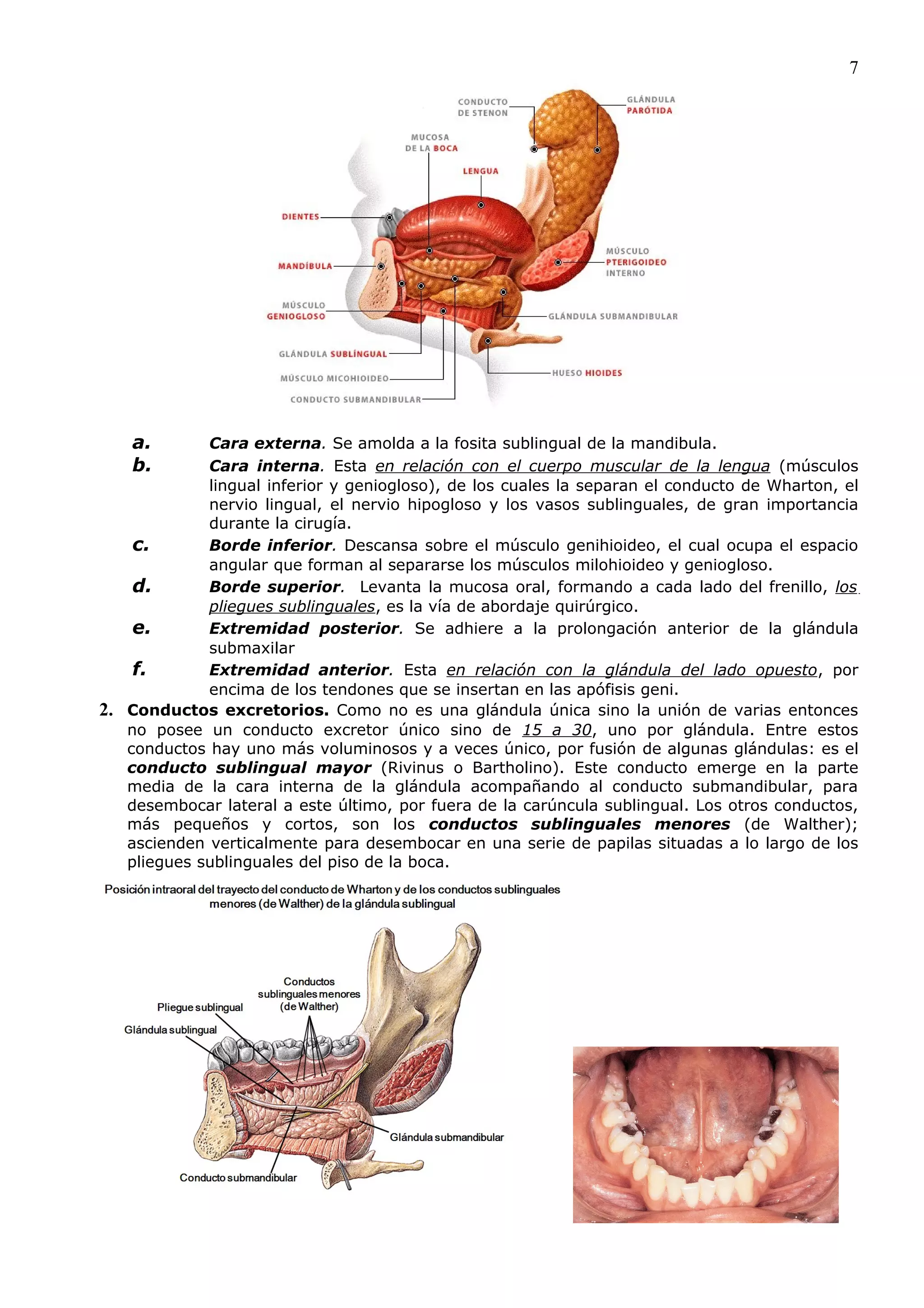 ANATOMIA DE LAS GLANDULAS SALIVALES | DOC | Ear, Nose and Throat ...