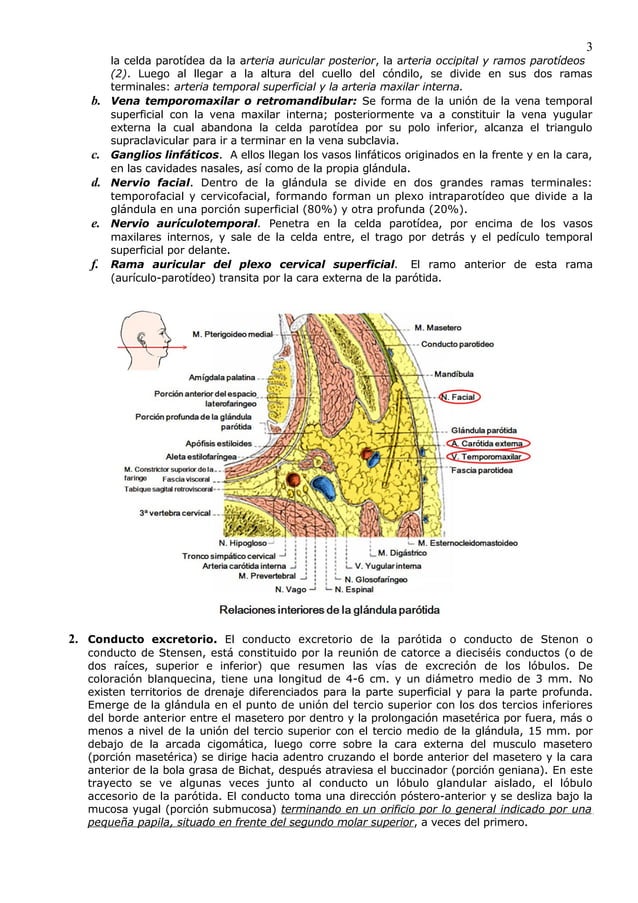 ANATOMIA DE LAS GLANDULAS SALIVALES | DOC | Ear, Nose and Throat ...