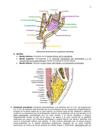 ANATOMIA DE LAS GLANDULAS SALIVALES | DOC