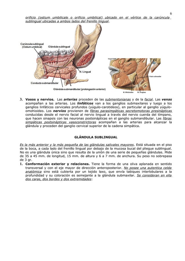 ANATOMIA DE LAS GLANDULAS SALIVALES | DOC | Ear, Nose and Throat ...
