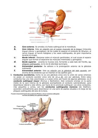 ANATOMIA DE LAS GLANDULAS SALIVALES | DOC