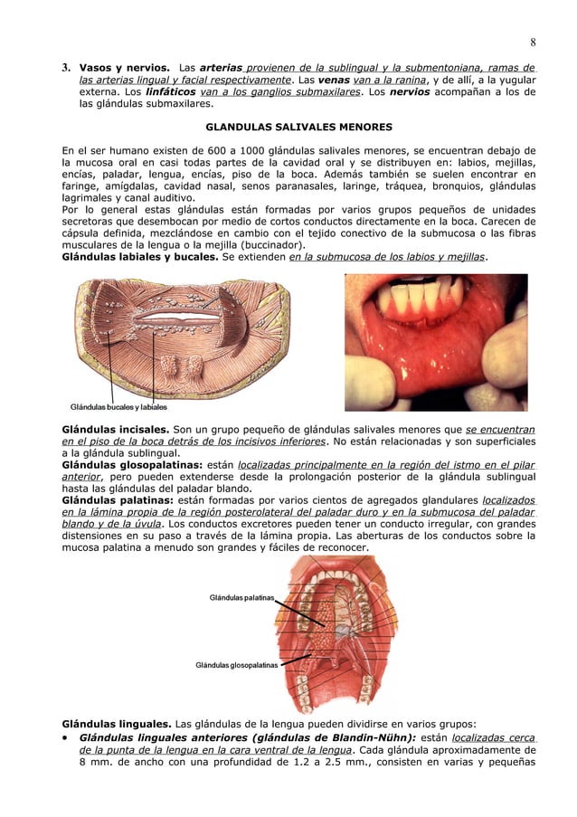 ANATOMIA DE LAS GLANDULAS SALIVALES | DOC | Ear, Nose and Throat ...