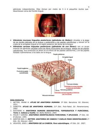 ANATOMIA DE LAS GLANDULAS SALIVALES | DOC