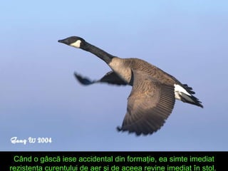 Teoria gastelor | PPS