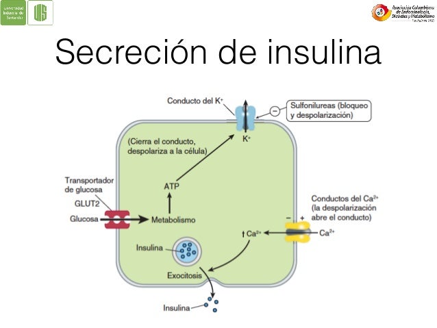 Teoria insulinas estudiantes uis enero 2017