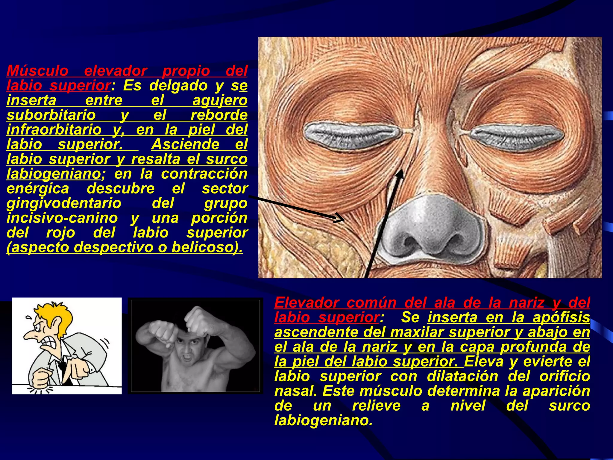 MUSCULOS CUTANEOS DEL CRANEO Y CARA | PPT