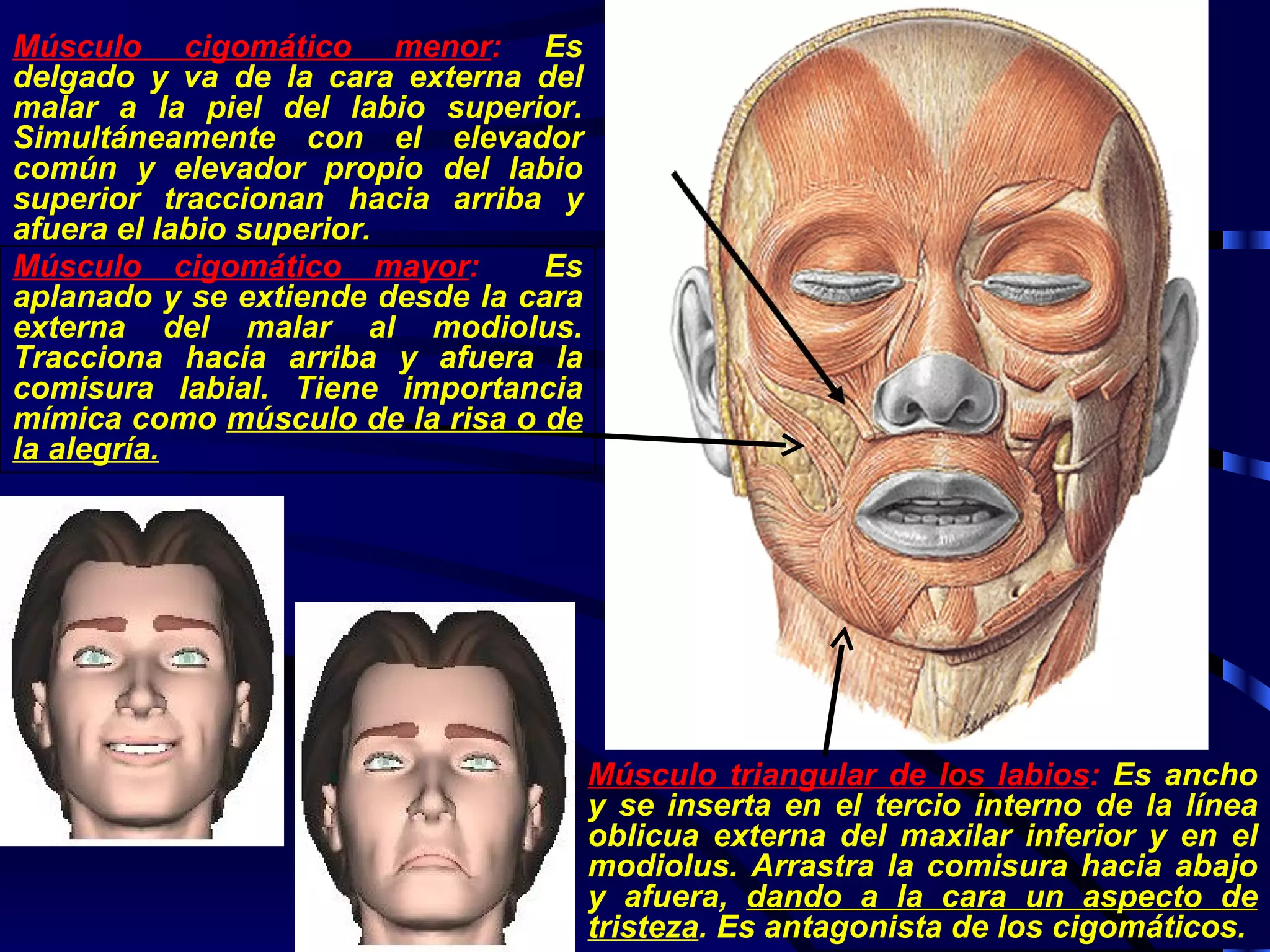 MUSCULOS CUTANEOS DEL CRANEO Y CARA | PPT