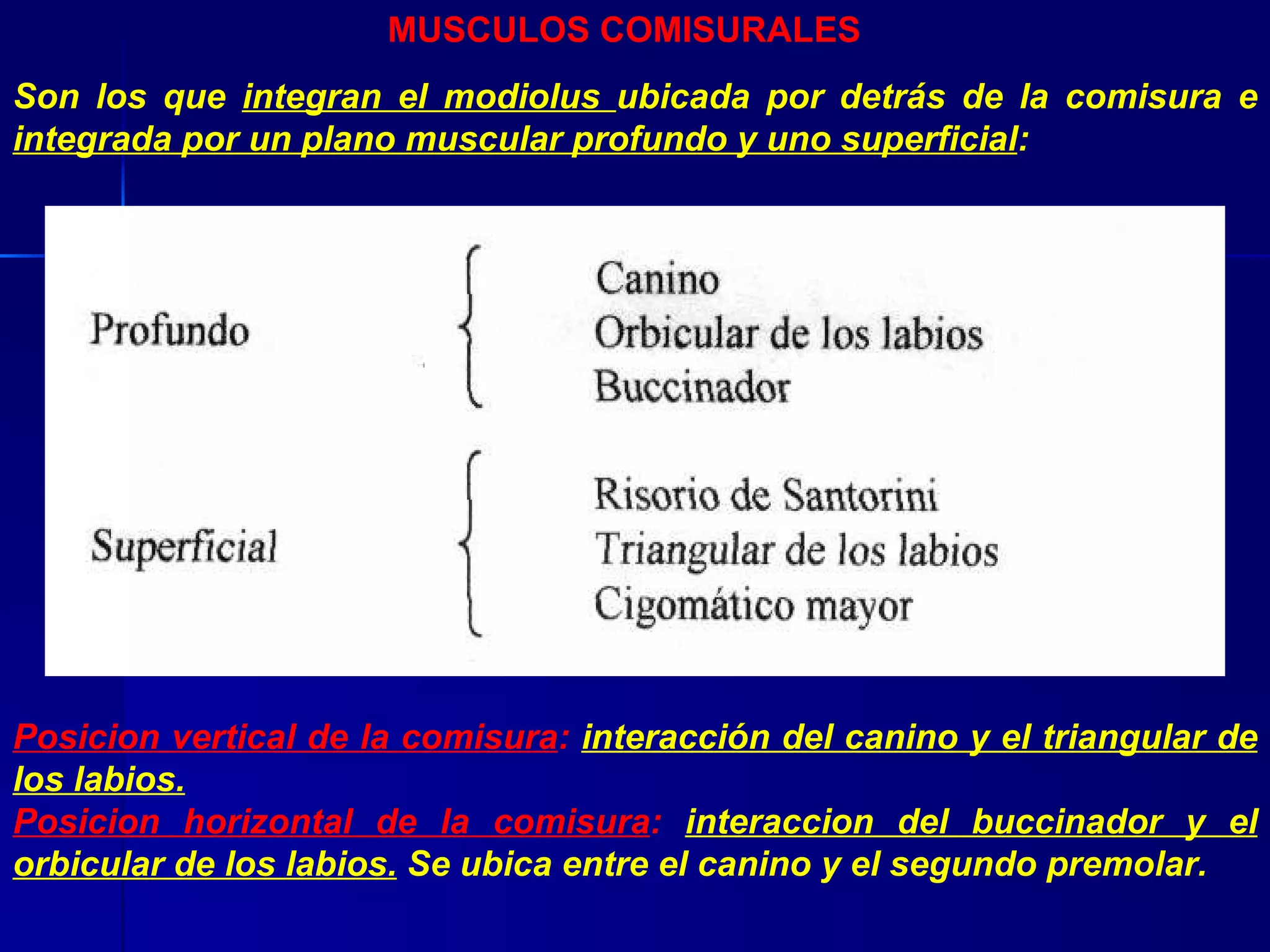 MUSCULOS CUTANEOS DEL CRANEO Y CARA | PPT