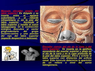MUSCULOS CUTANEOS DEL CRANEO Y CARA | PPT