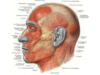 MUSCULOS CUTANEOS DEL CRANEO Y CARA | PPT