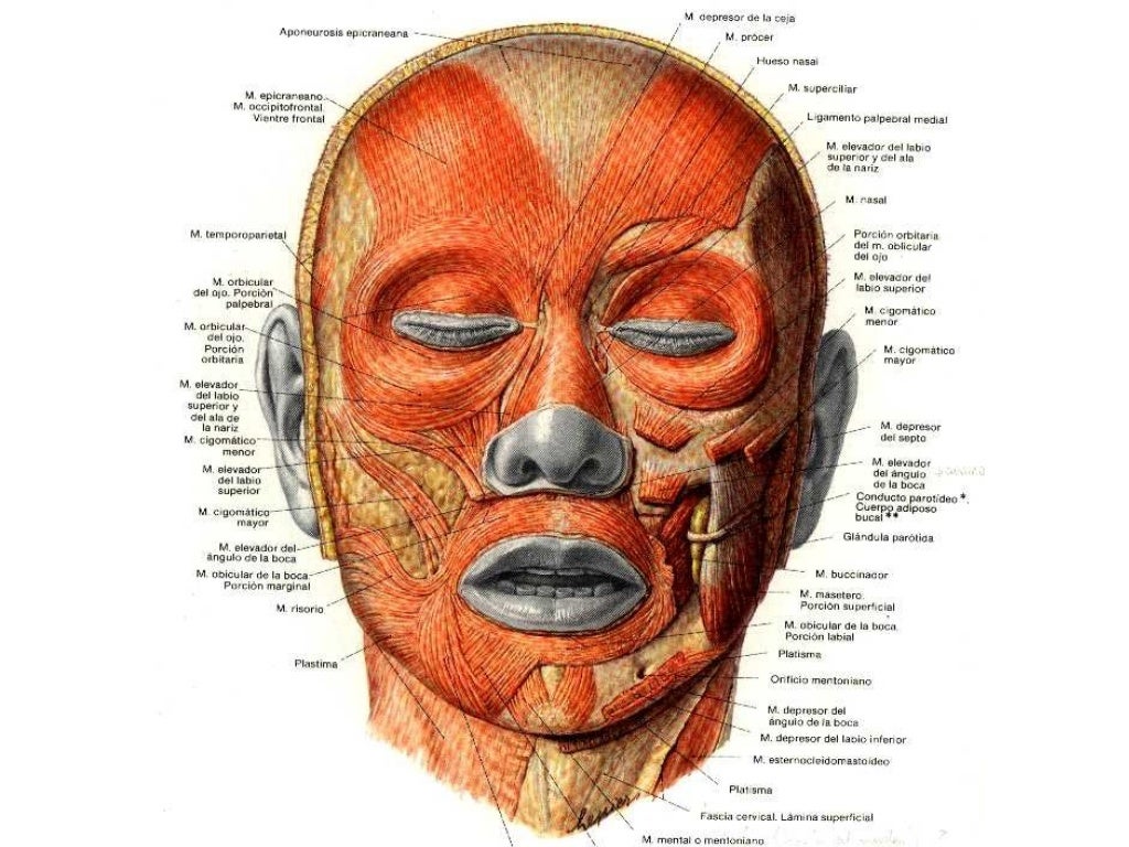 MUSCULOS CUTANEOS DEL CRANEO Y CARA