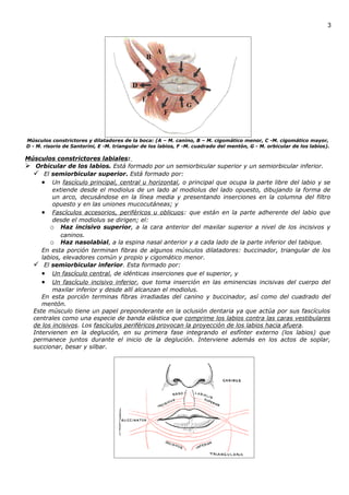 MUSCULOS CUTANEOS DEL CRANEO Y DE LA CARA | DOC