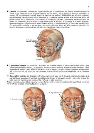MUSCULOS CUTANEOS DEL CRANEO Y DE LA CARA | DOC