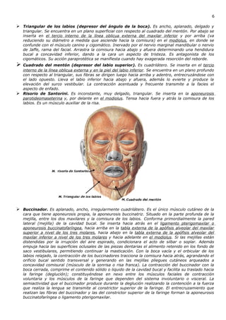 MUSCULOS CUTANEOS DEL CRANEO Y DE LA CARA | DOC