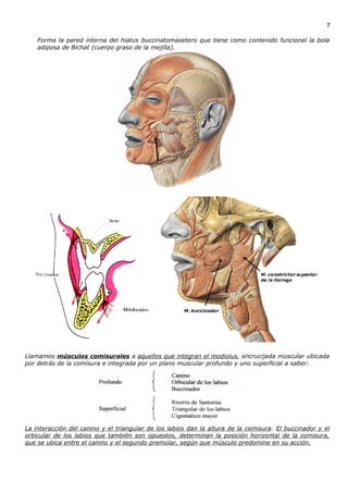 MUSCULOS CUTANEOS DEL CRANEO Y DE LA CARA | DOC