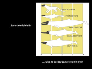 teorias de la evolucion.pptx
