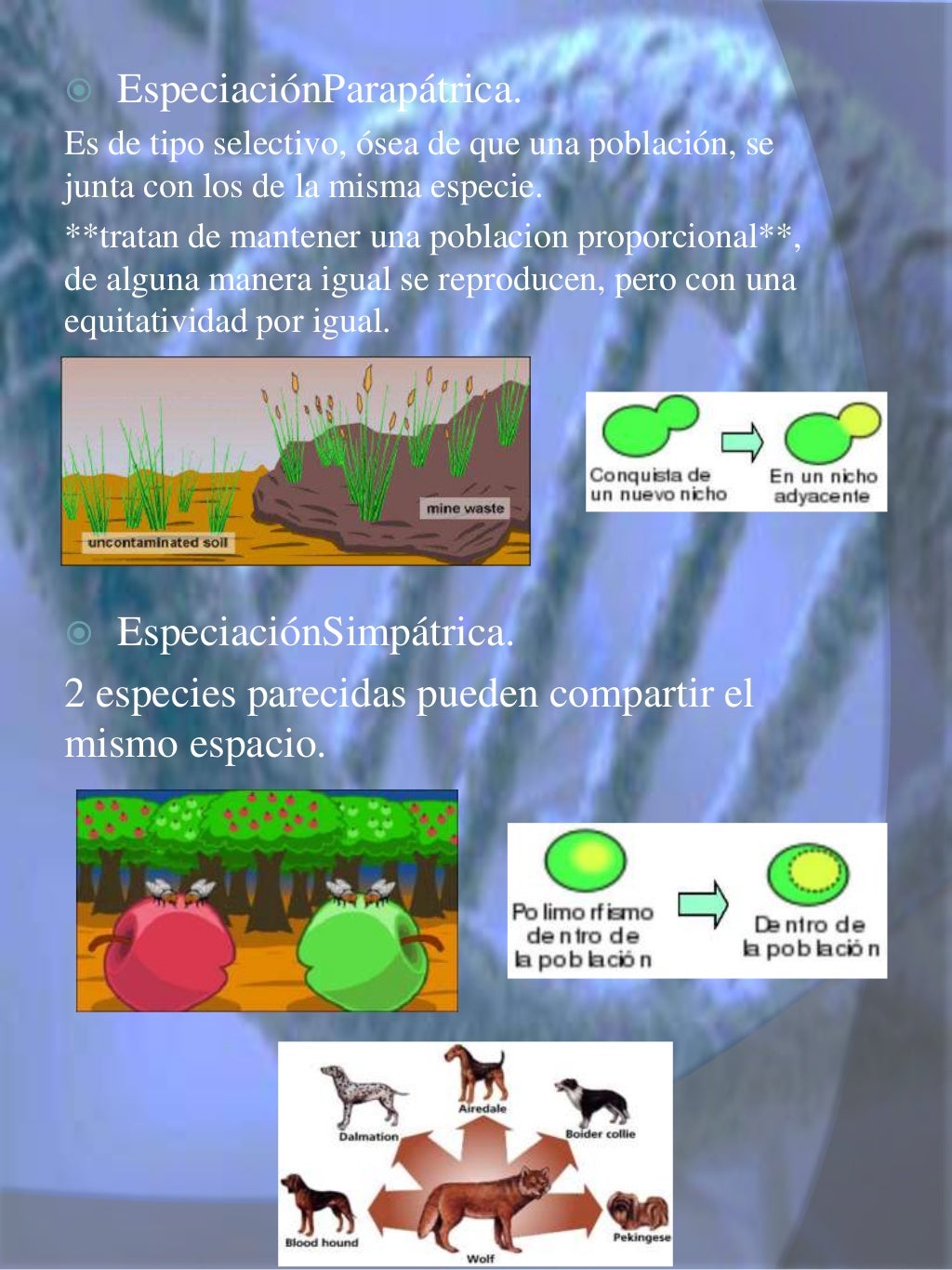 Teoria sintetica de la evolucion o neodarwinismo