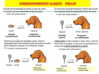 Teorias pedagogicas Pavlov | PPTX