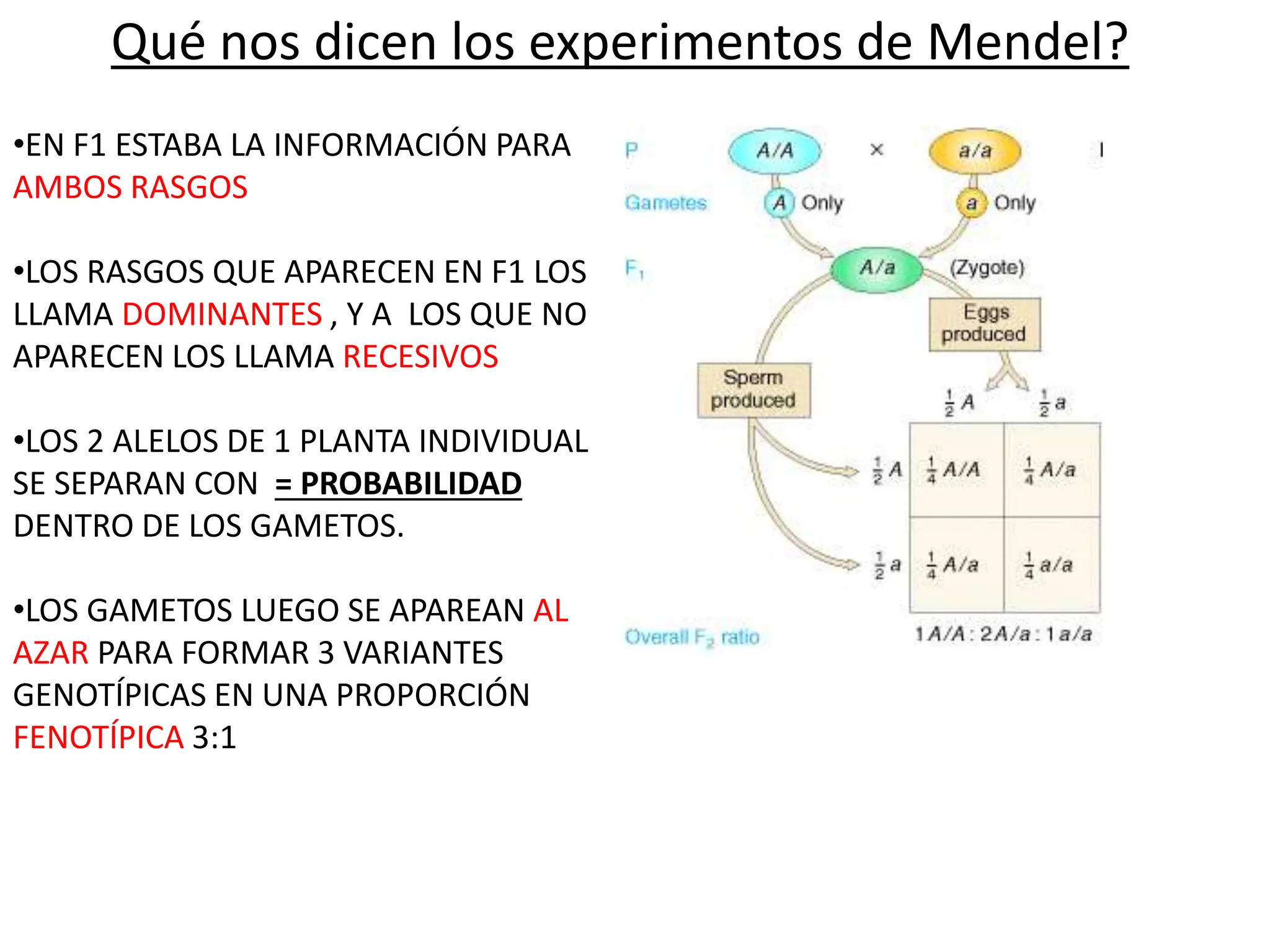 Teorias y leyes de mendel definicion y ejemplos.ppt