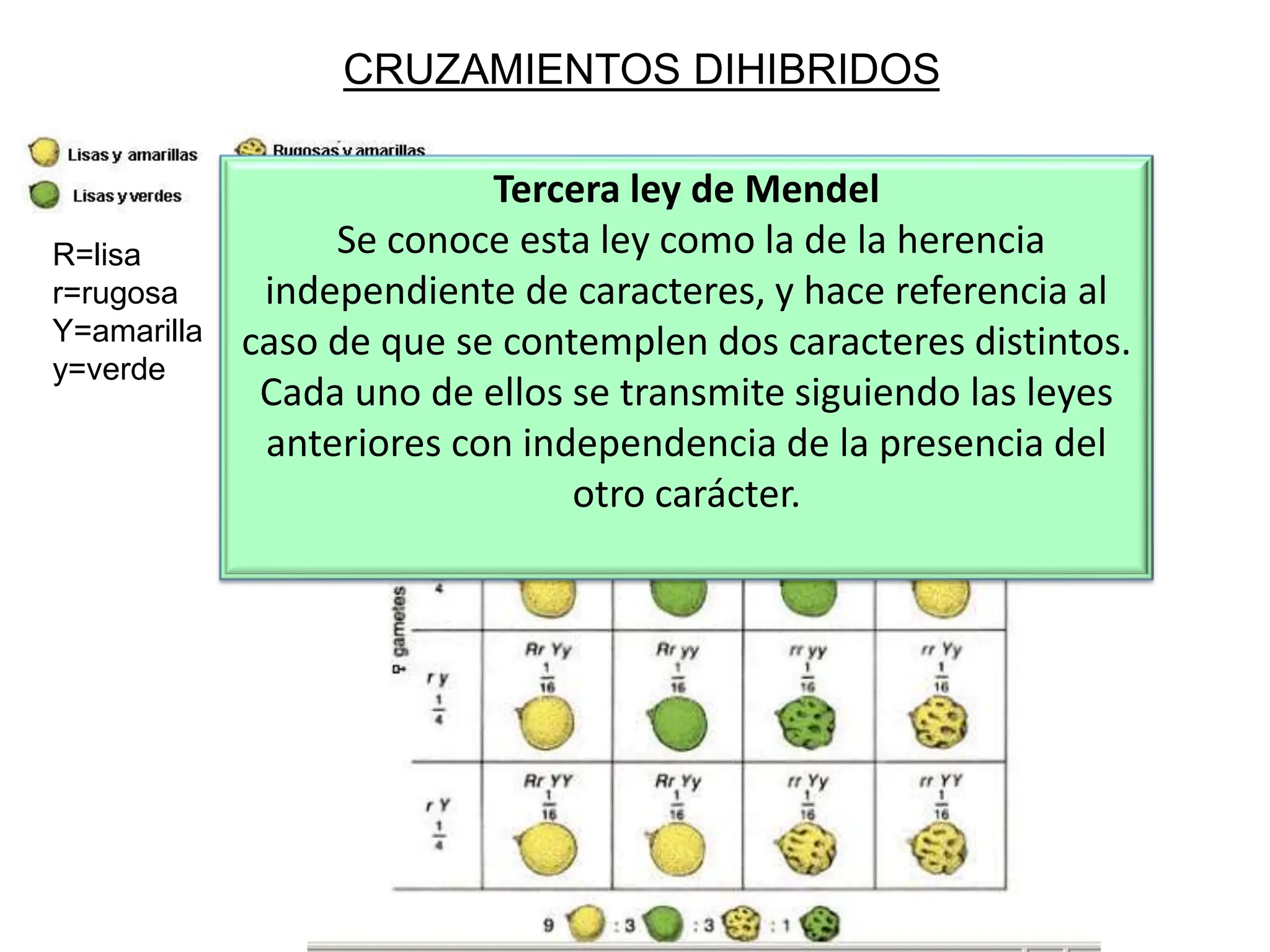Teorias y leyes de mendel definicion y ejemplos.ppt