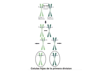 Teorias y leyes de mendel definicion y ejemplos.ppt