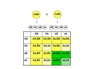 Teorias y leyes de mendel definicion y ejemplos.ppt