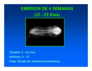 tercera a octava semana EMBRIOLOGIA | PDF