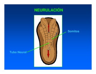 tercera a octava semana EMBRIOLOGIA | PDF