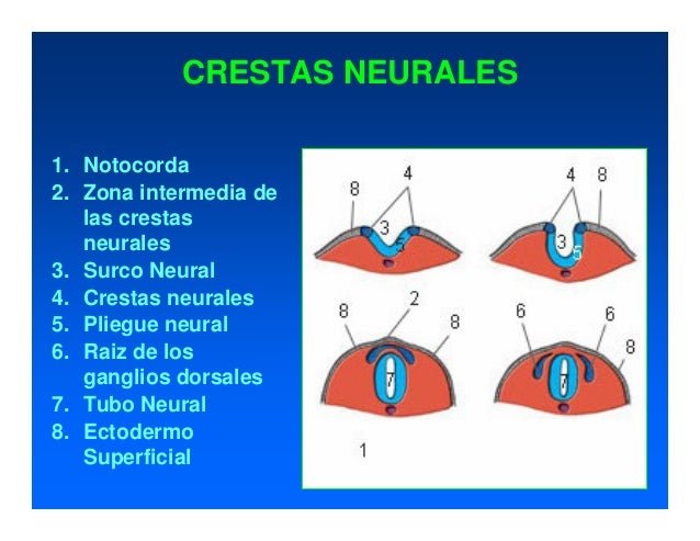 tercera a octava semana EMBRIOLOGIA