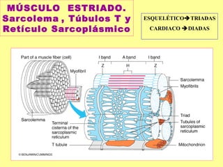 Teorico fisiologa muscular_2009 (Dr Perusso) | PPT