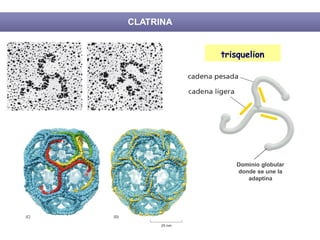 teorico membranas internas II A.pdf