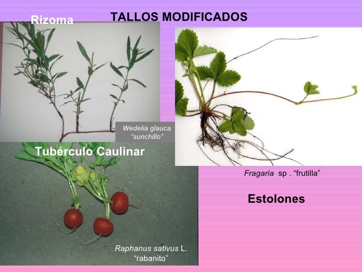 * Tallos modificados: Tubérculos, rizomas, bulbos,...