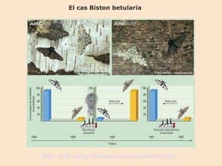 Origen i evolució de les espècies: Teories | PPT