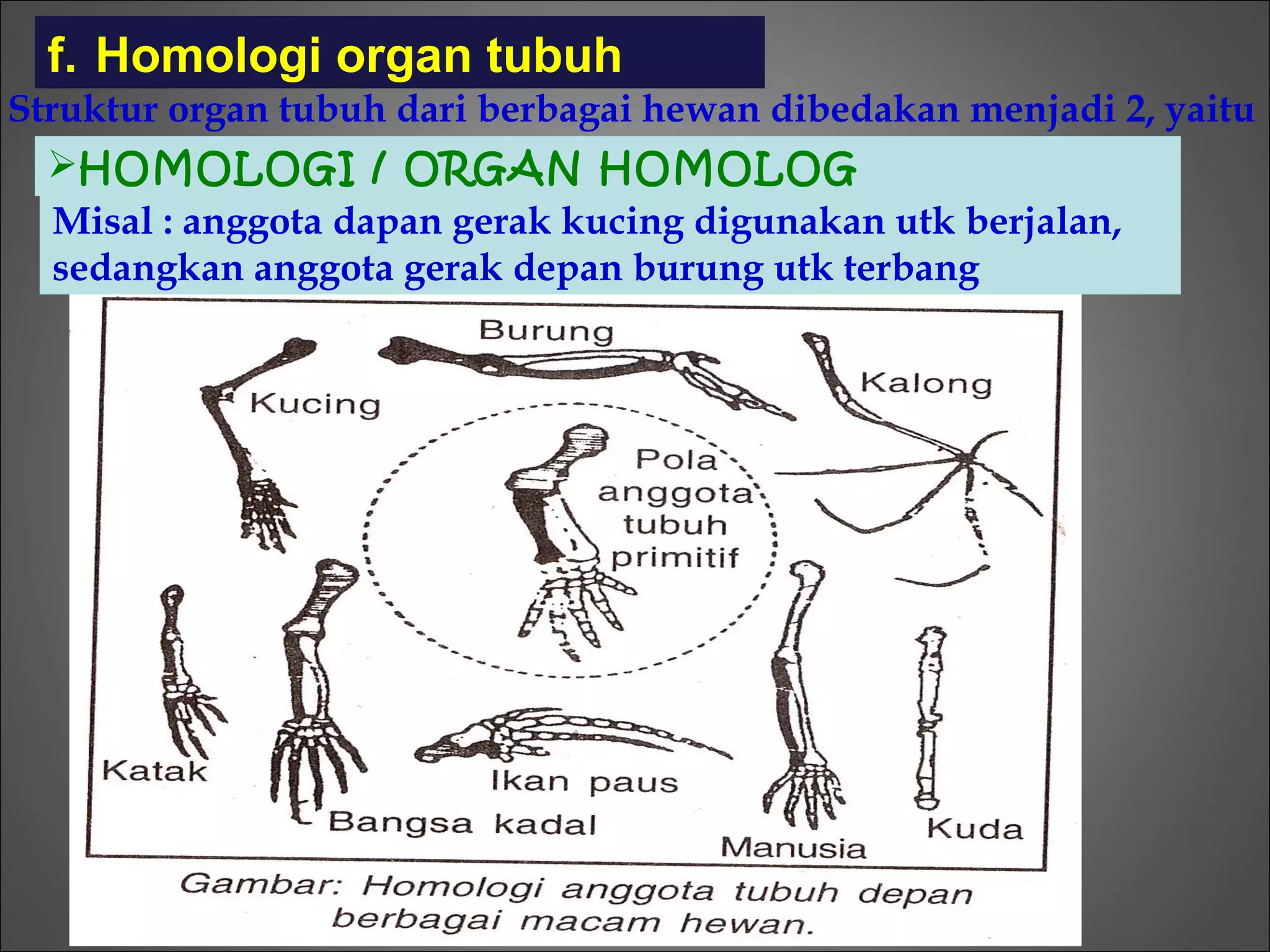Teori evolusi Power Point | PPT